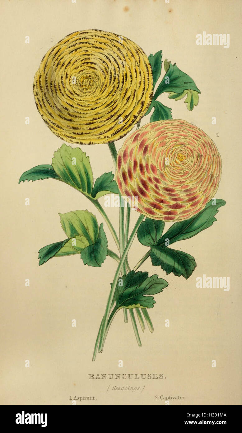 This work presents a variety of garden and floral topics, focusing on ...