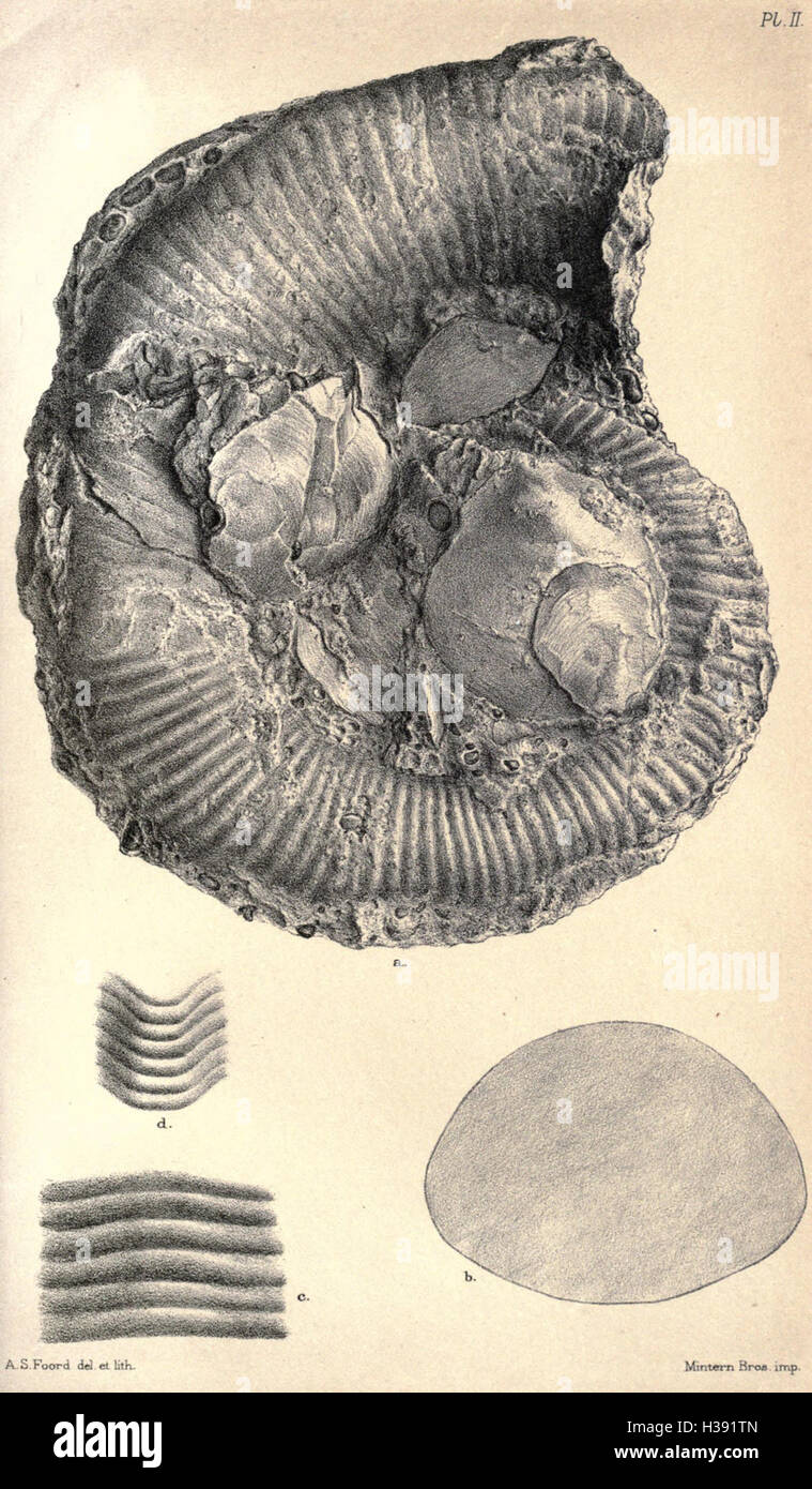 This study investigates the fossils and paleontological characteristics ...