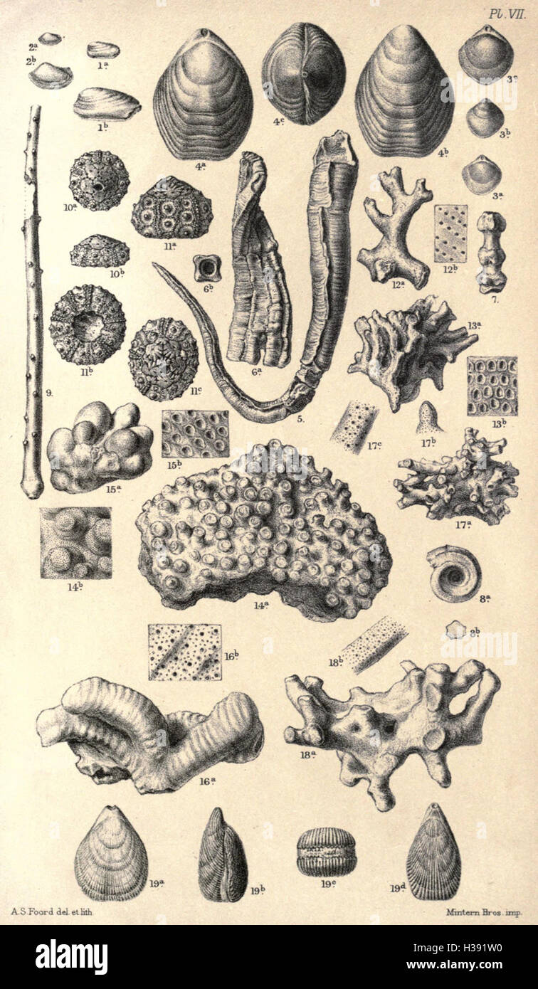 This study explores the fossils and paleontological characteristics of ...