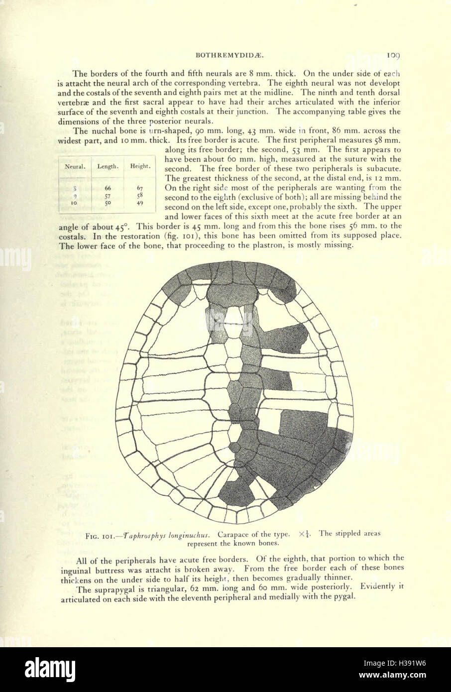 This work provides a detailed study of fossilized turtle species from ...