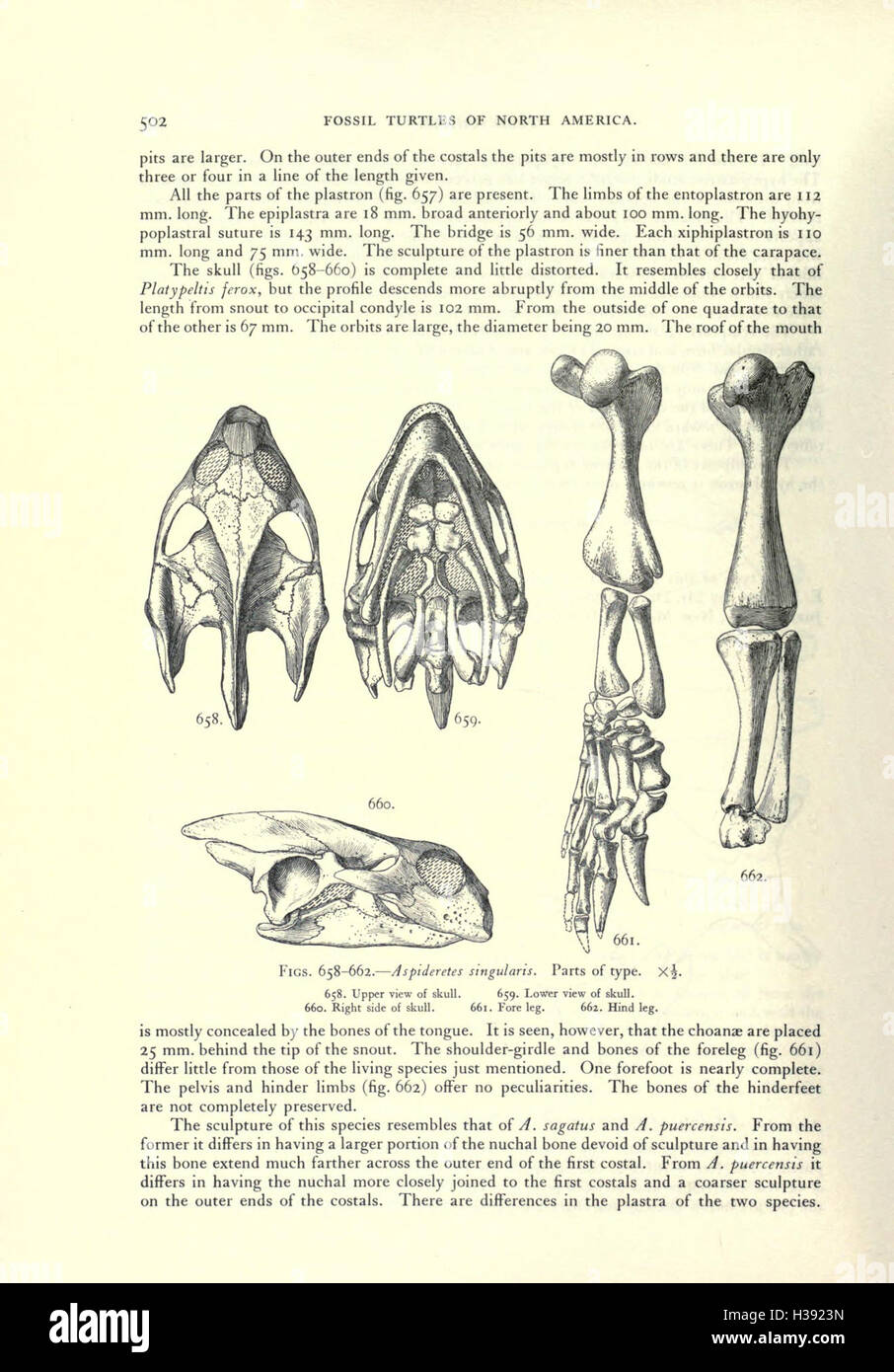 Page 502 of 'The Fossil Turtles of North America' details various ...