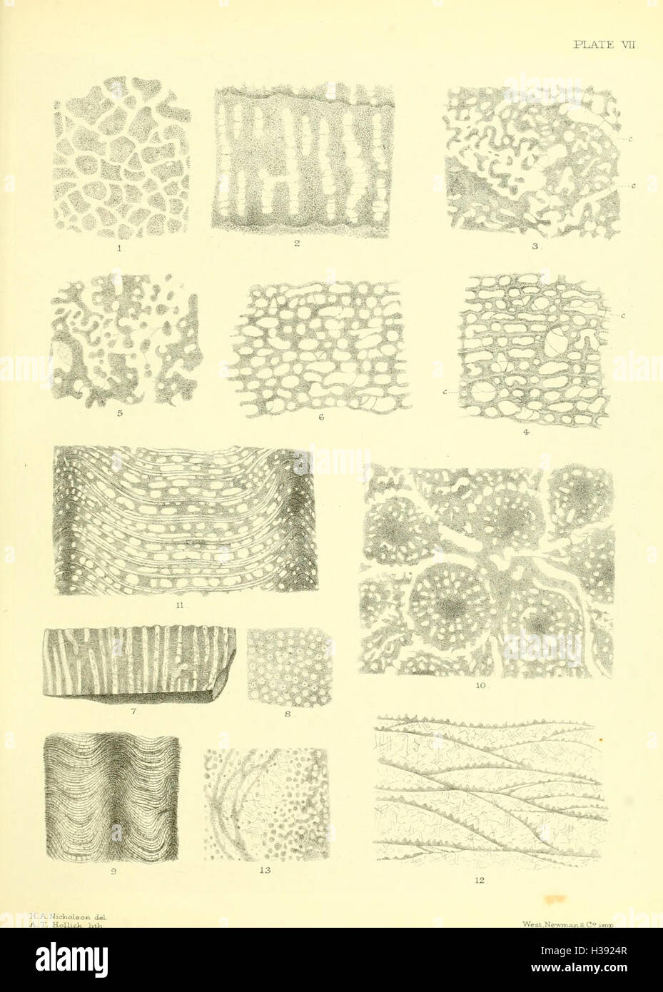This monograph examines the British stromatoporoids, a group of extinct ...