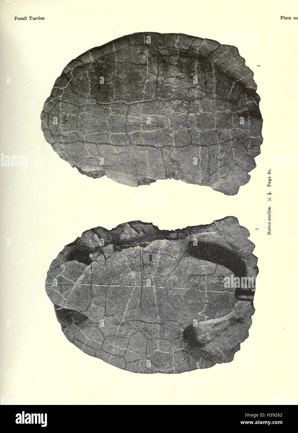The fossil turtles of North America BHL187 Stock Photo - Alamy