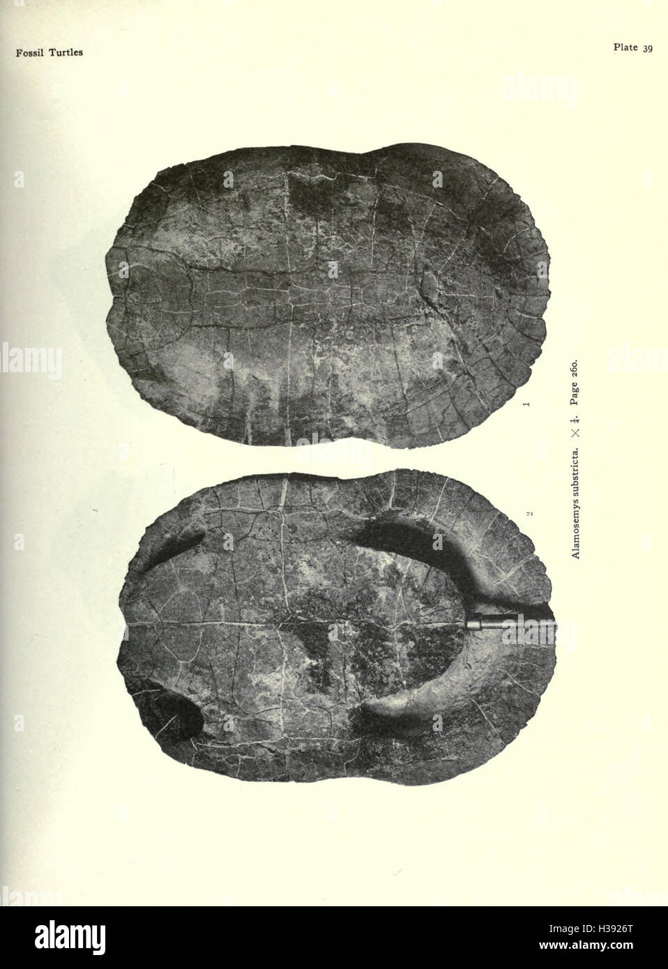 The fossil turtles of North America BHL187 Stock Photo - Alamy