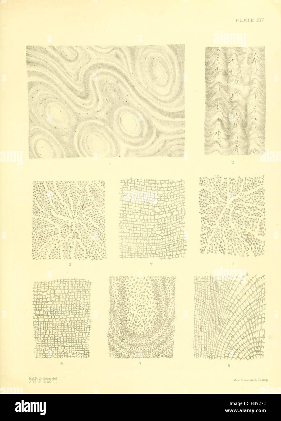 This monograph covers the study of Stromatoporoids, an extinct group of ...