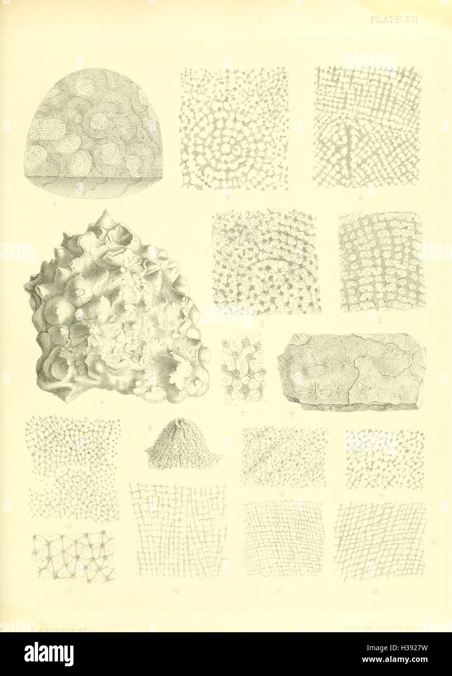 This monograph focuses on British Stromatoporoids, a group of extinct ...