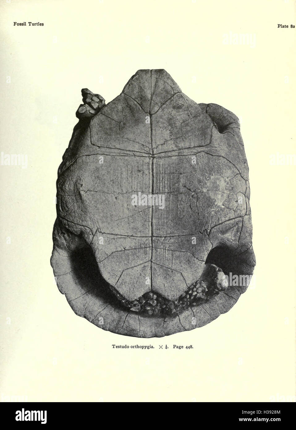 This work investigates the fossilized turtles of North America ...