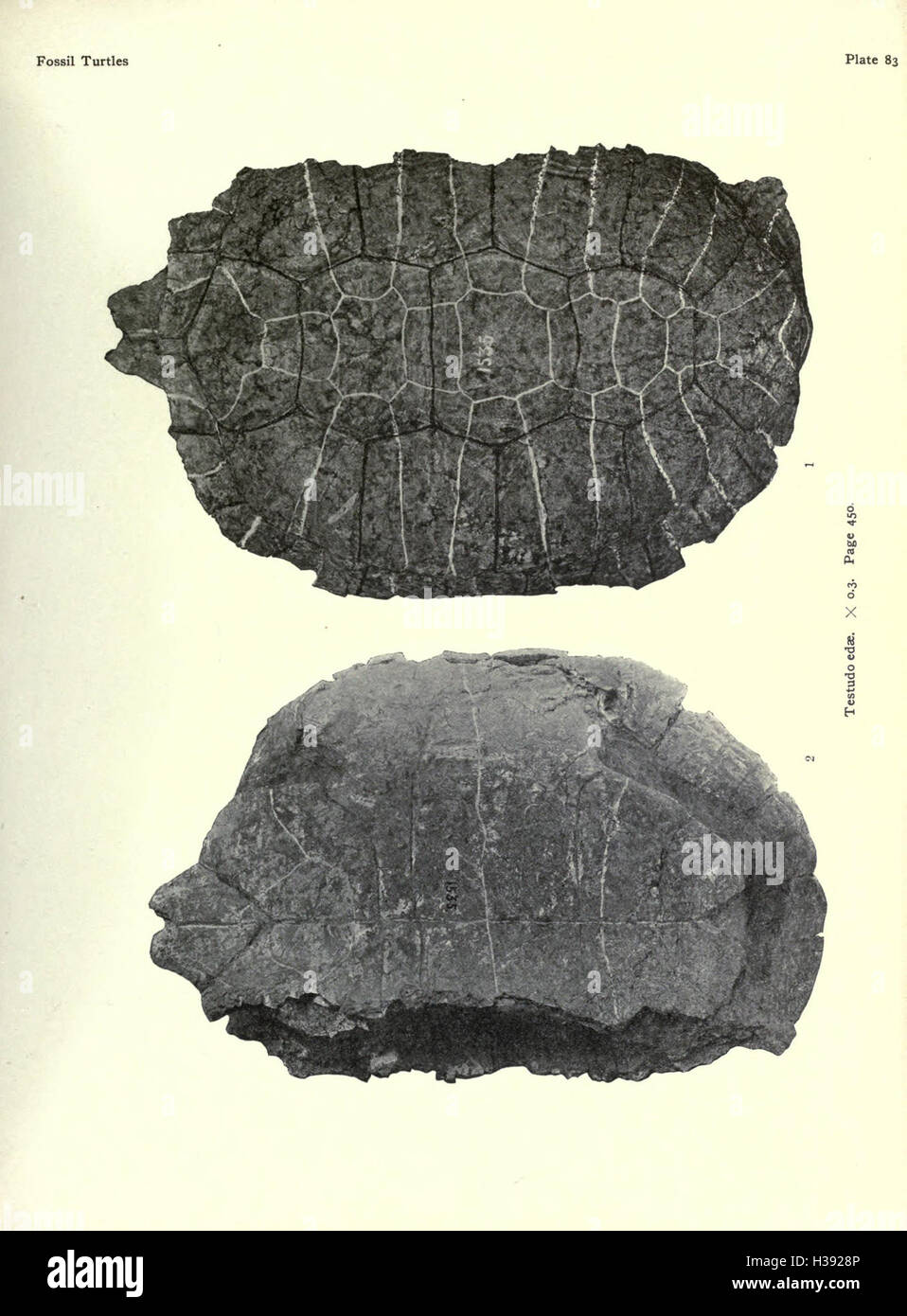 The fossil turtles of North America BHL187 Stock Photo - Alamy