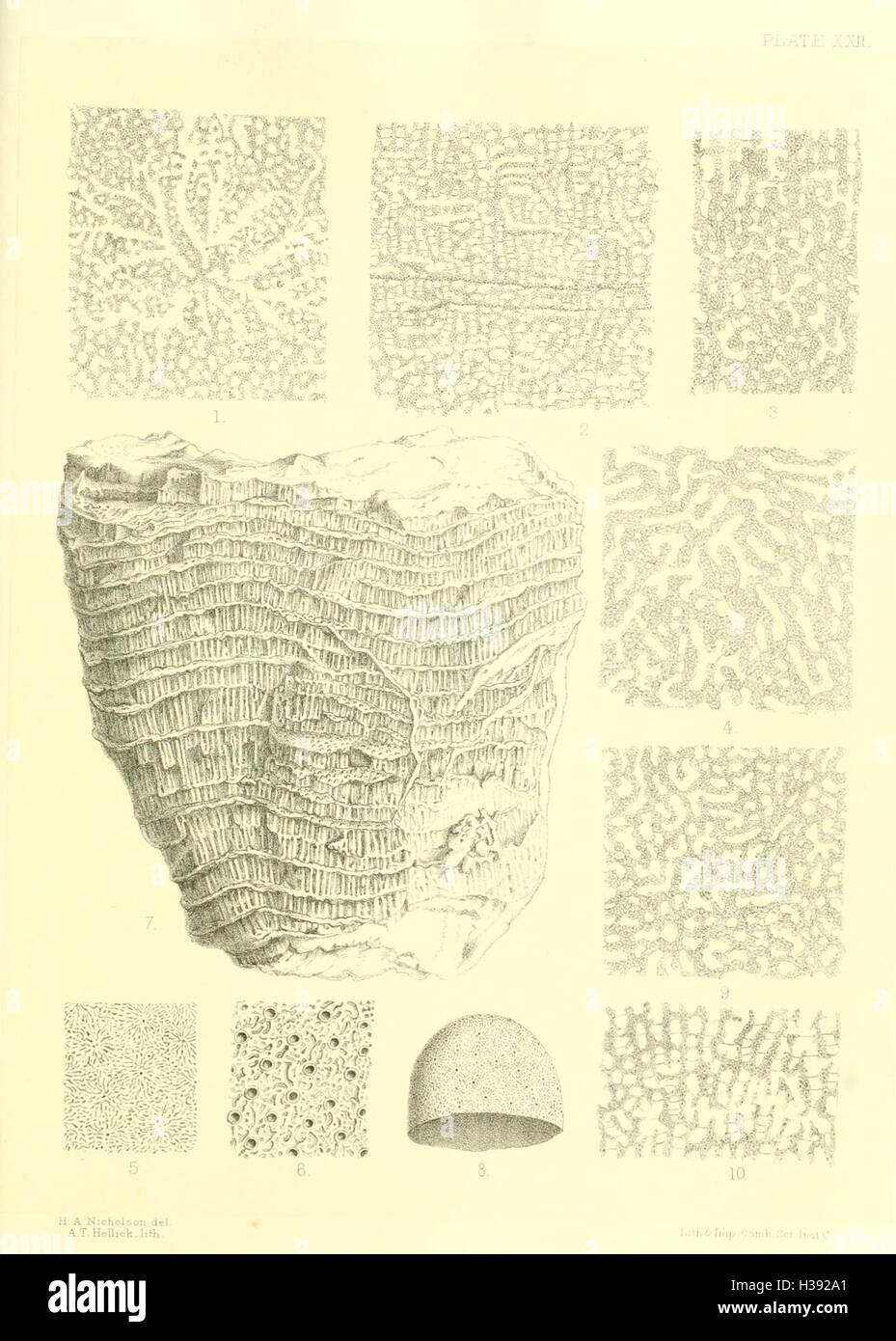 This monograph explores the stromatoporoids, an extinct group of sponge ...