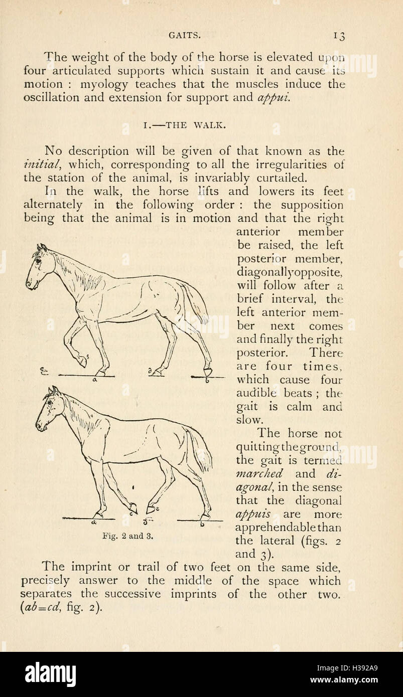 This section discusses the different gaits of the horse, its exterior ...