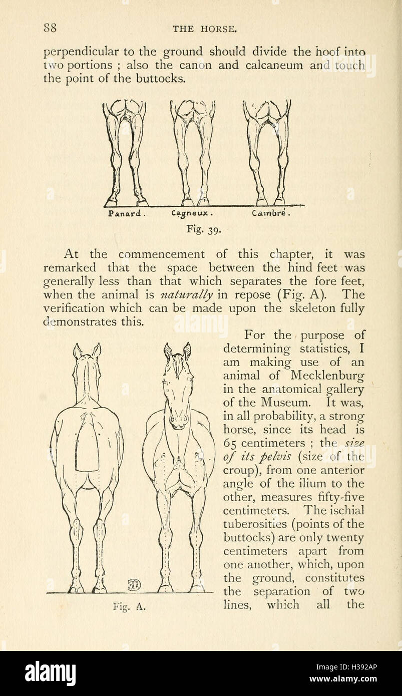 This work studies the gaits of the horse, including walk, trot, canter ...