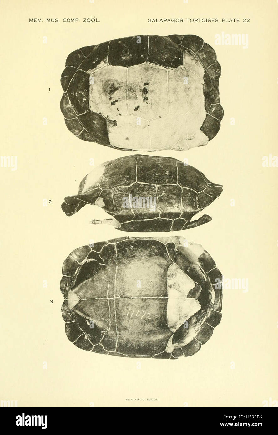Plate 22 of 'The Galapagos Tortoises' highlights the unique ...