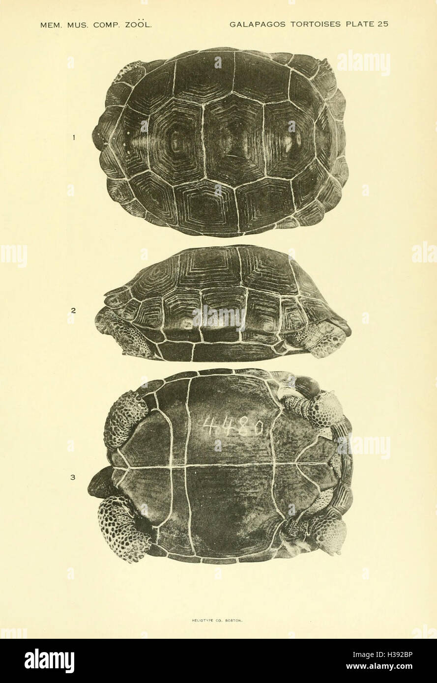 This work focuses on the Galapagos tortoises, discussing their species ...