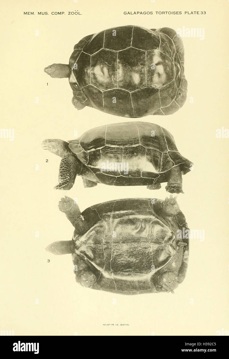 An illustration and description of the Galapagos tortoises, detailing ...
