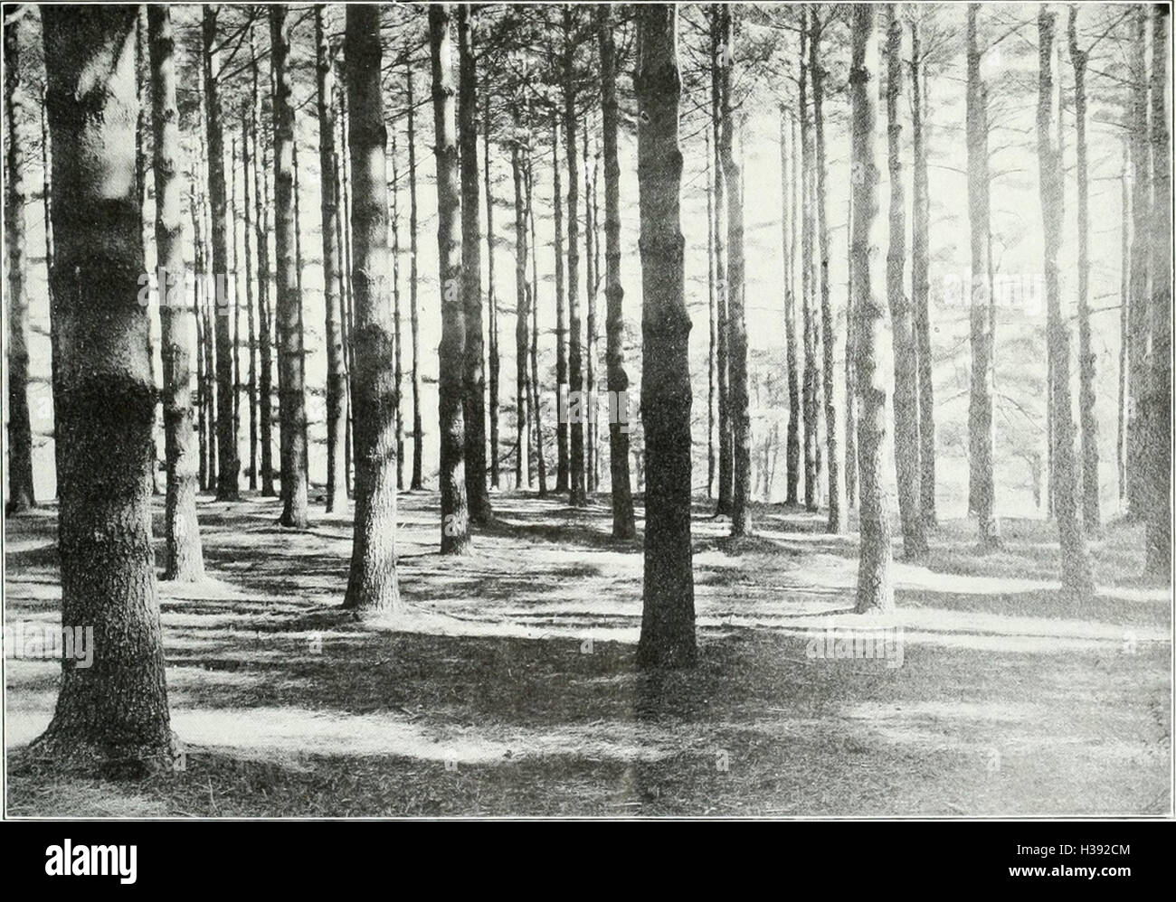 This work focuses on the state of American forestry during the early ...