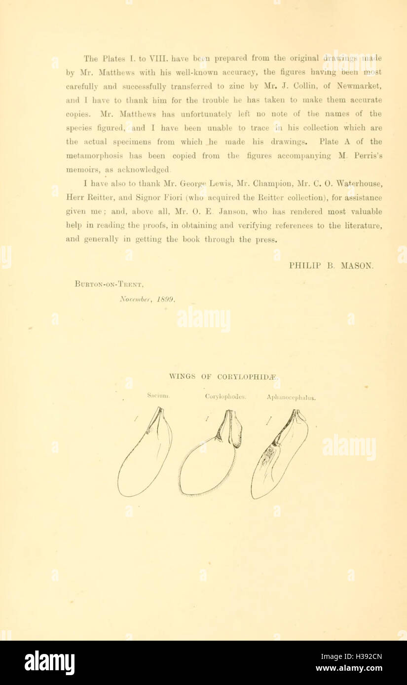 Coleopterous High Resolution Stock Photography and Images - Alamy