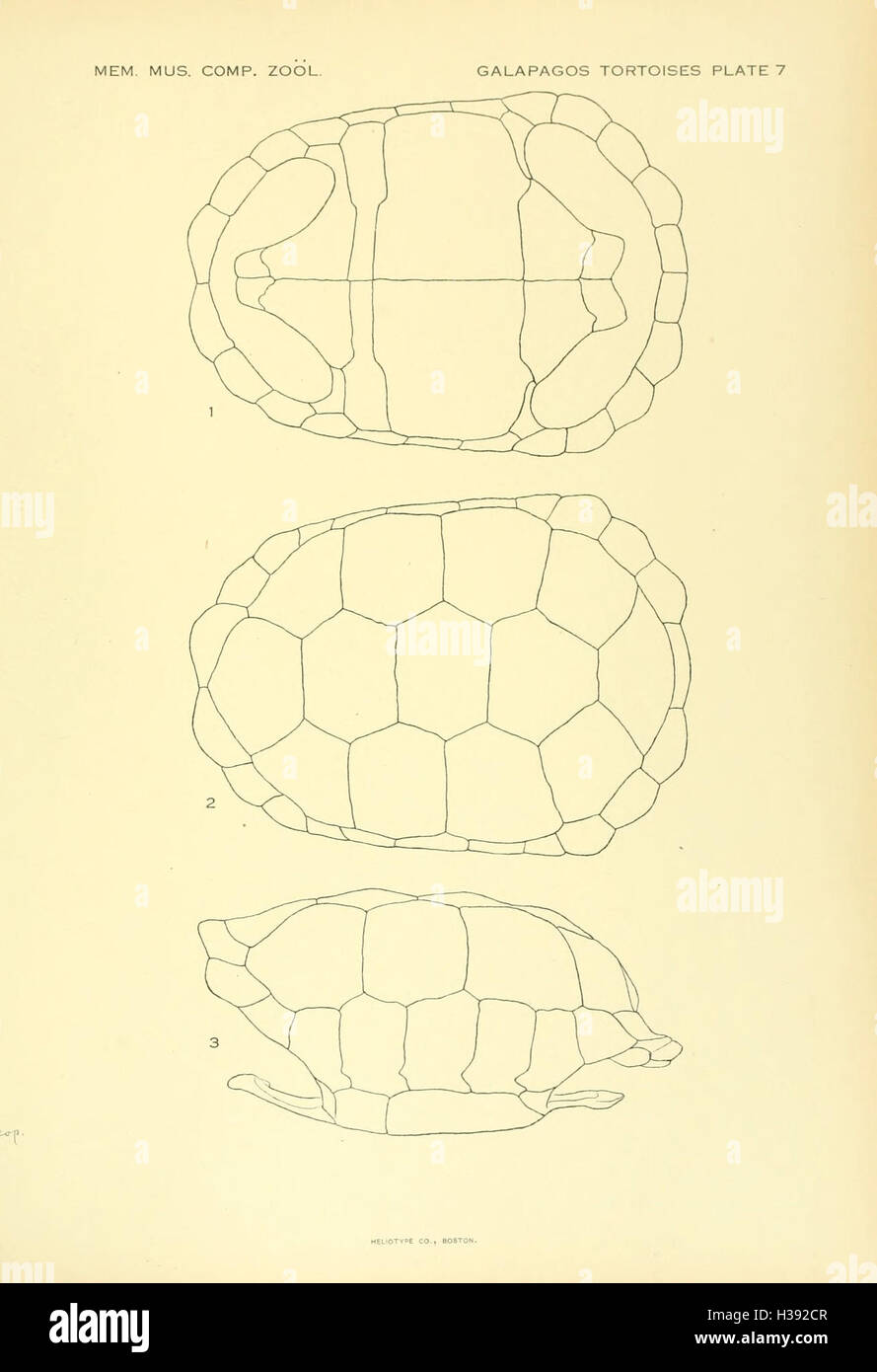 This work focuses on the Galapagos tortoises, their natural habitat ...