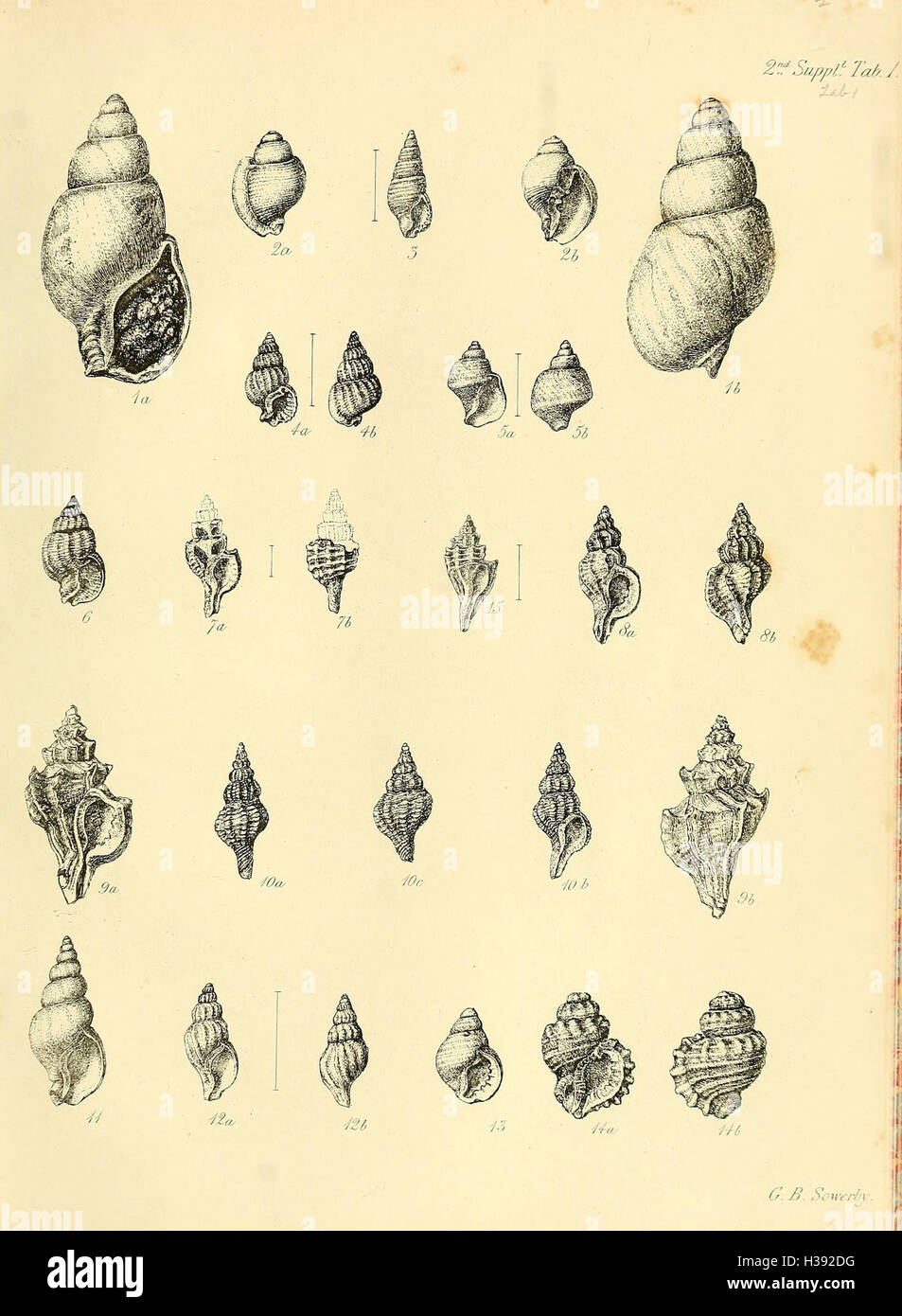 Understanding paleontological classification hi-res stock photography and images - Alamy