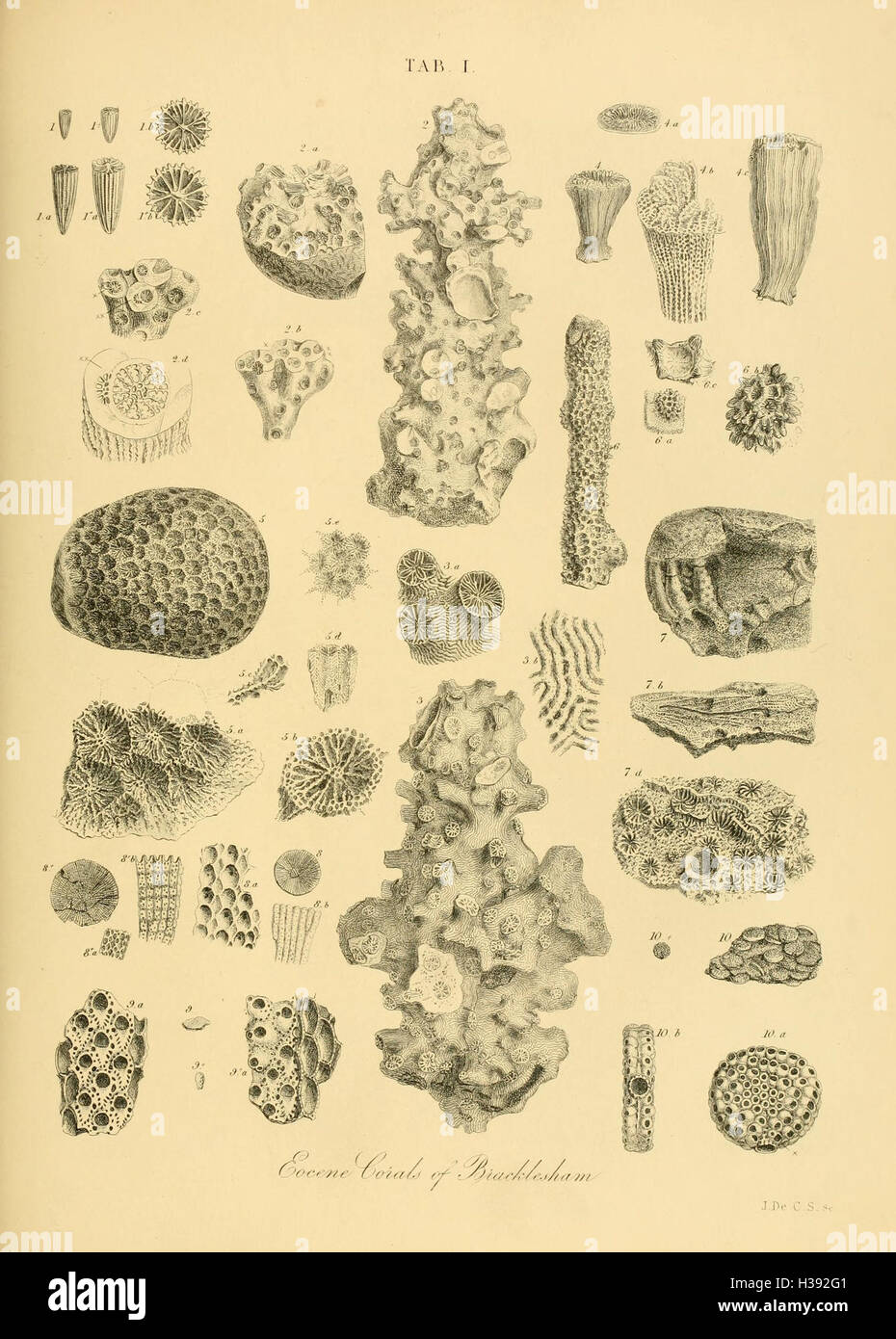 This work explores the geological and fossil records of the Tertiary ...
