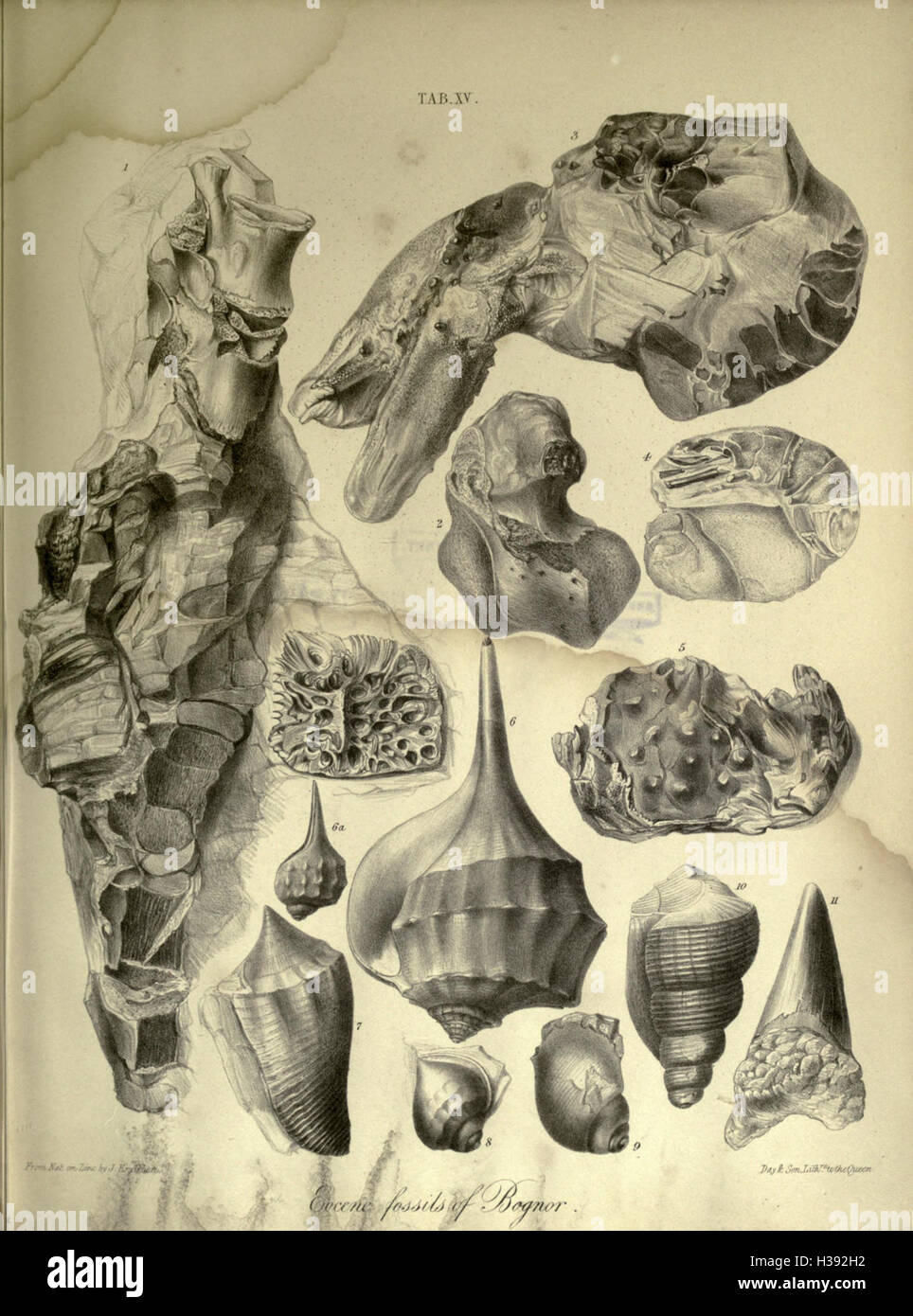 This geological study explores the Tertiary and Cretaceous formations ...