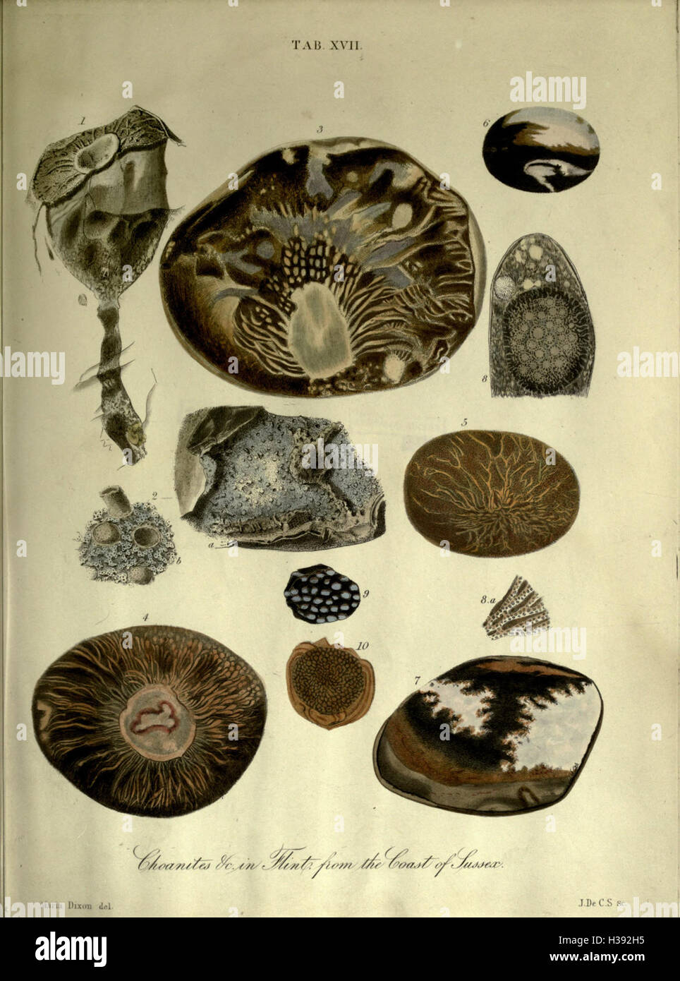 An exploration of the geology and fossil record from the Tertiary and ...