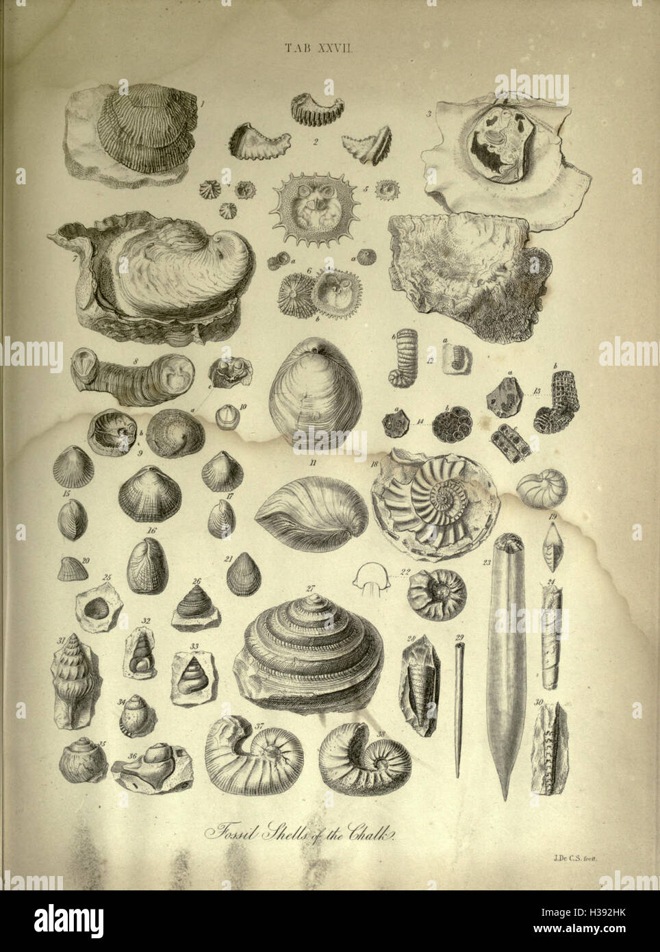 This study examines the geology and fossil discoveries in the Tertiary ...