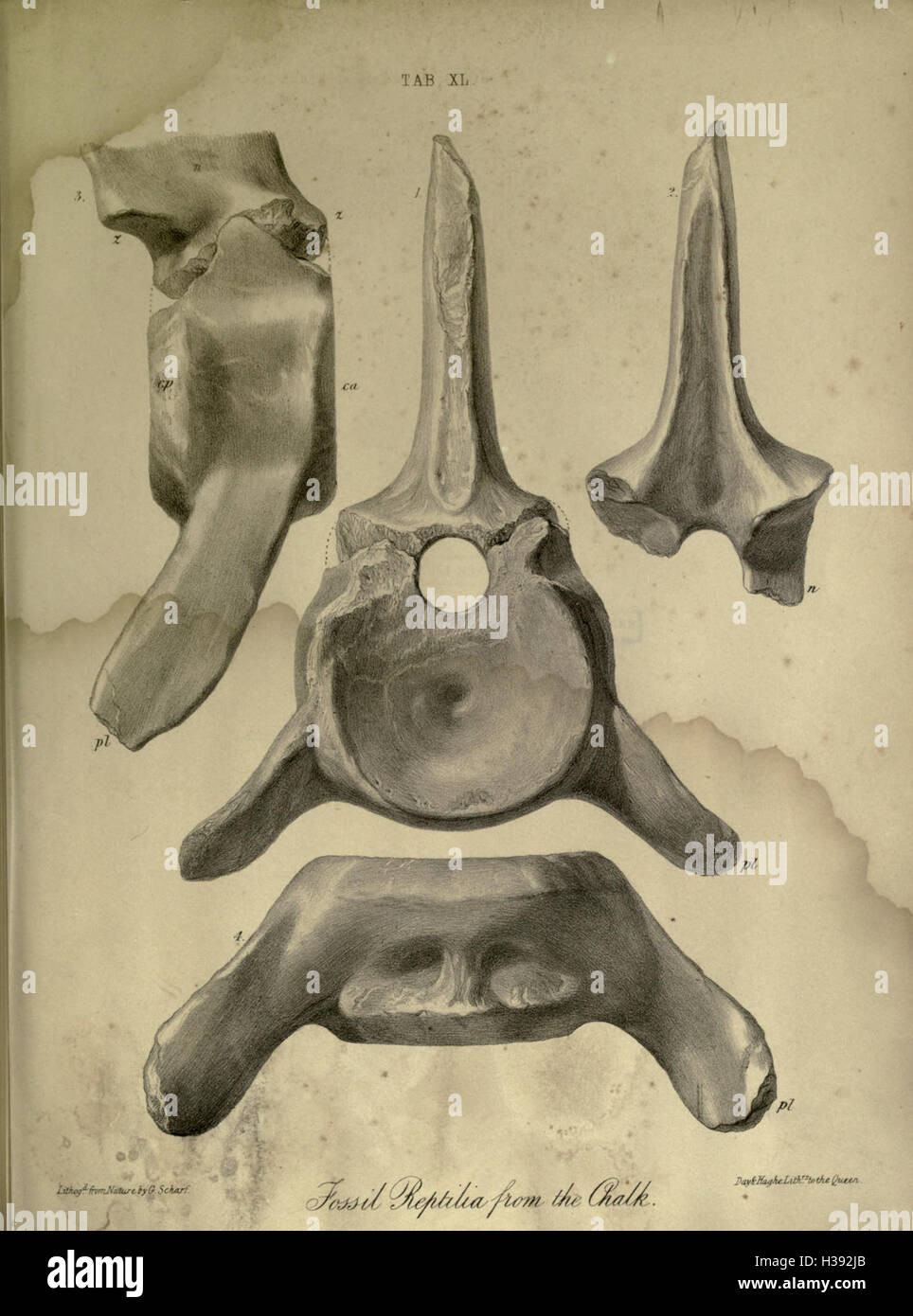The geology and fossils of the Tertiary and Cretaceous formations of ...