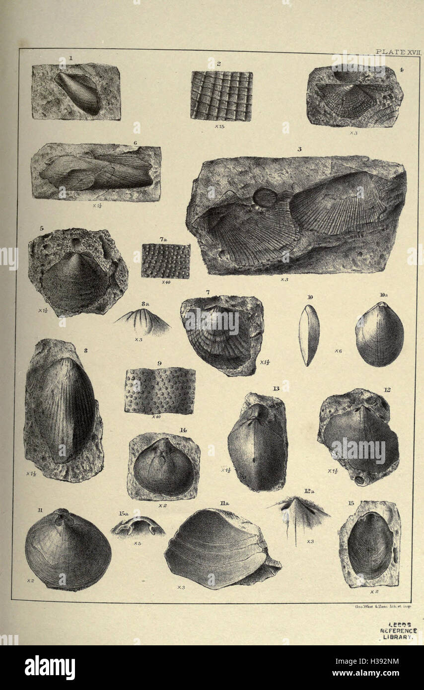 This monograph discusses the Devonian period’s fauna from southern ...