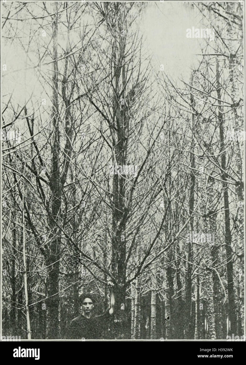 This text covers various aspects of forest ecosystems in America ...