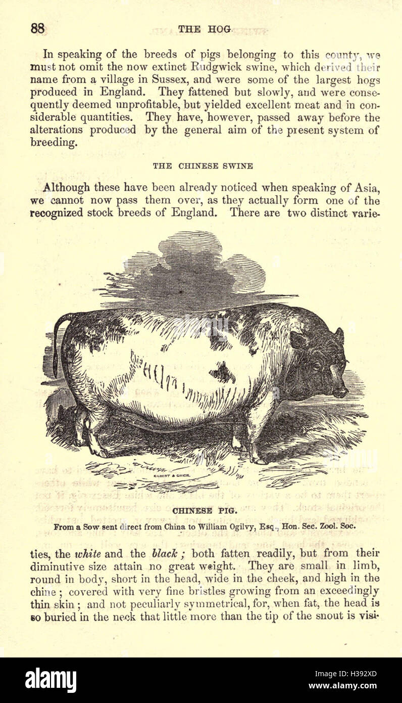 This text examines the domestic hog, focusing on its anatomy, behavior ...