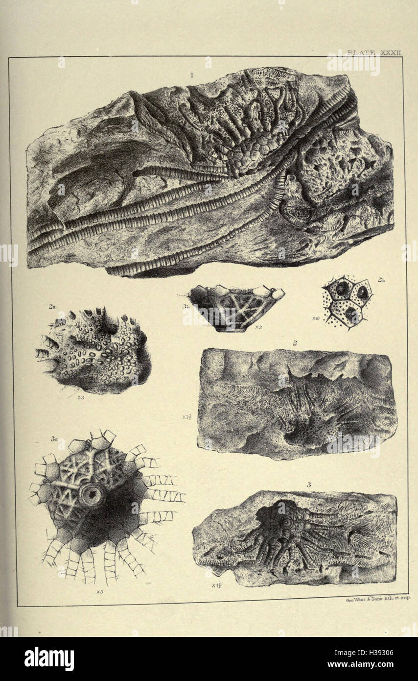 Devonian animals hi-res stock photography and images - Alamy
