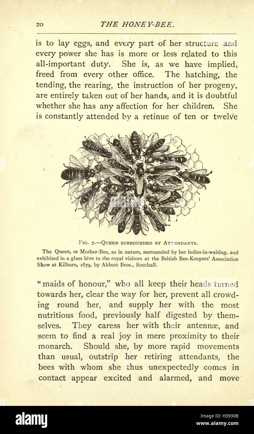 An overview of the honey-bee, focusing on its biology, behavior, and ...