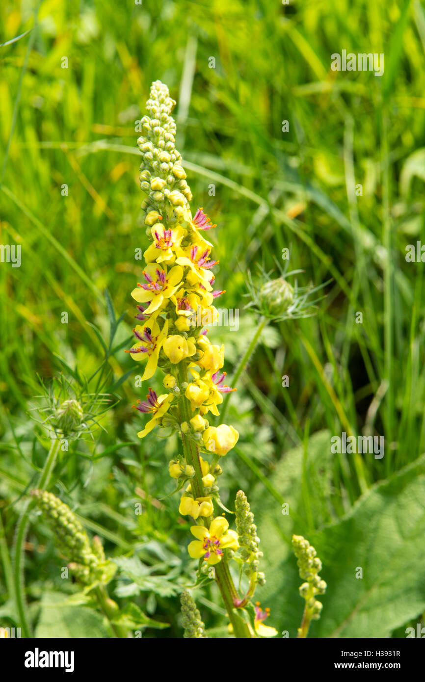 Dark Mullein, Verbascum nigrum Stock Photo - Alamy