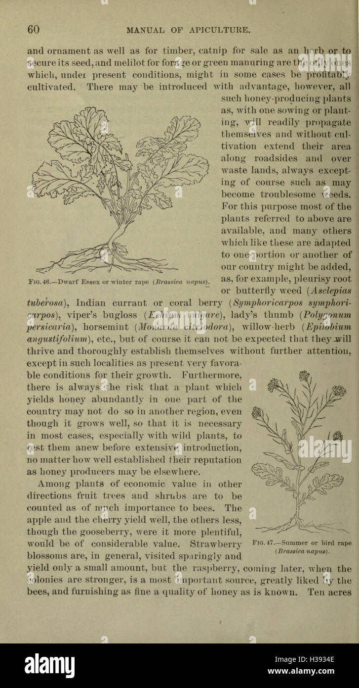 This page covers the biology and behavior of the honey bee, detailing ...