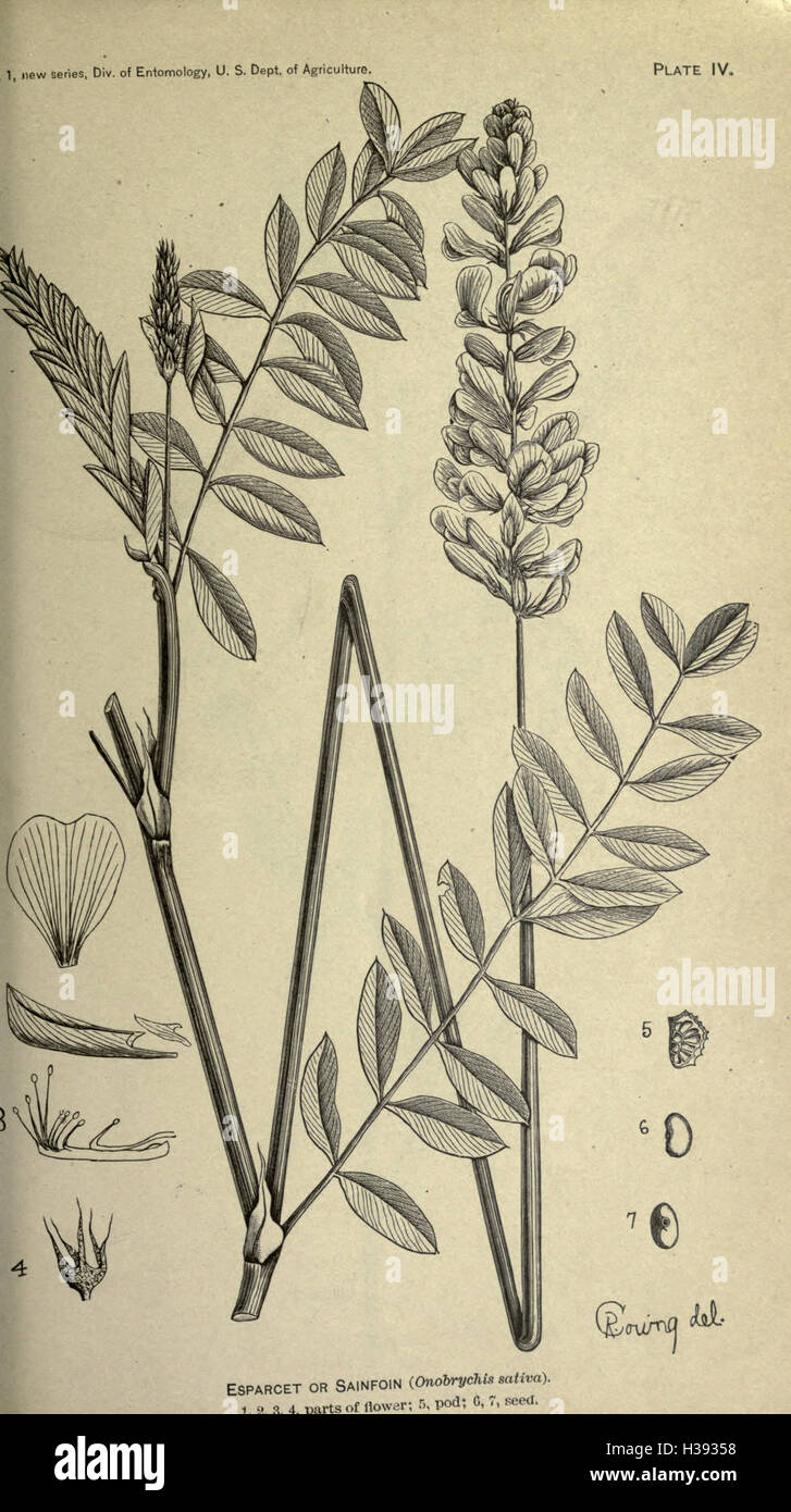 This page describes the biology and behavior of honey bees, including ...