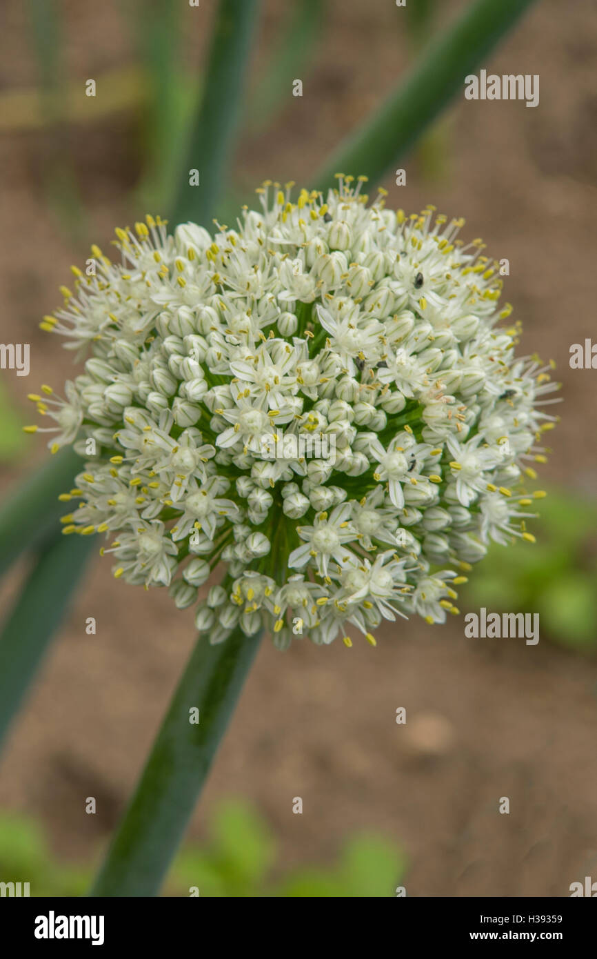 Allium cepa, Common Onion Stock Photo - Alamy