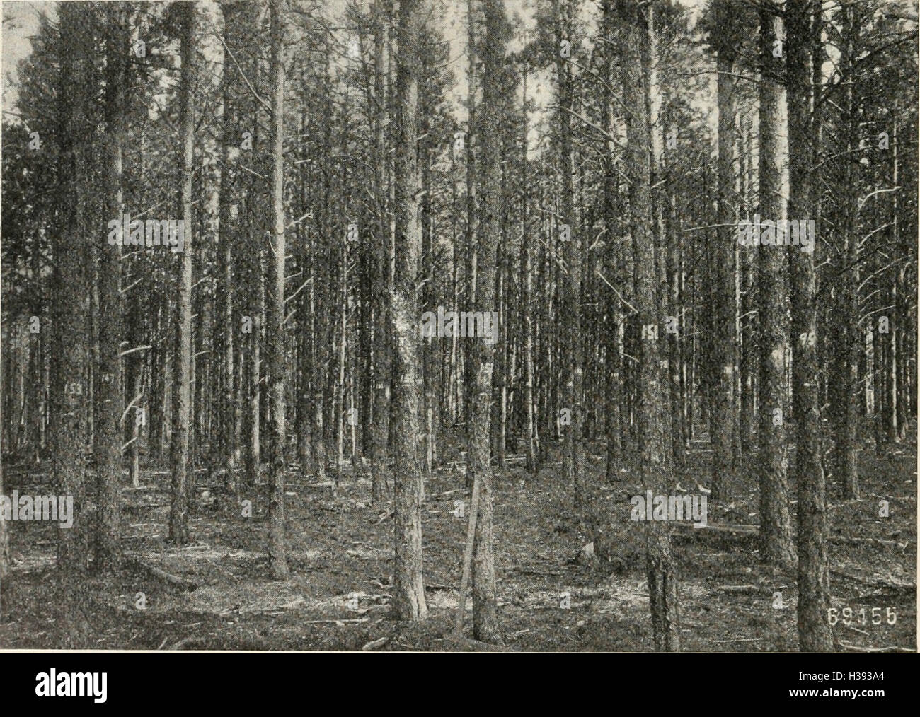 This historical text explores the American forests, focusing on their ...