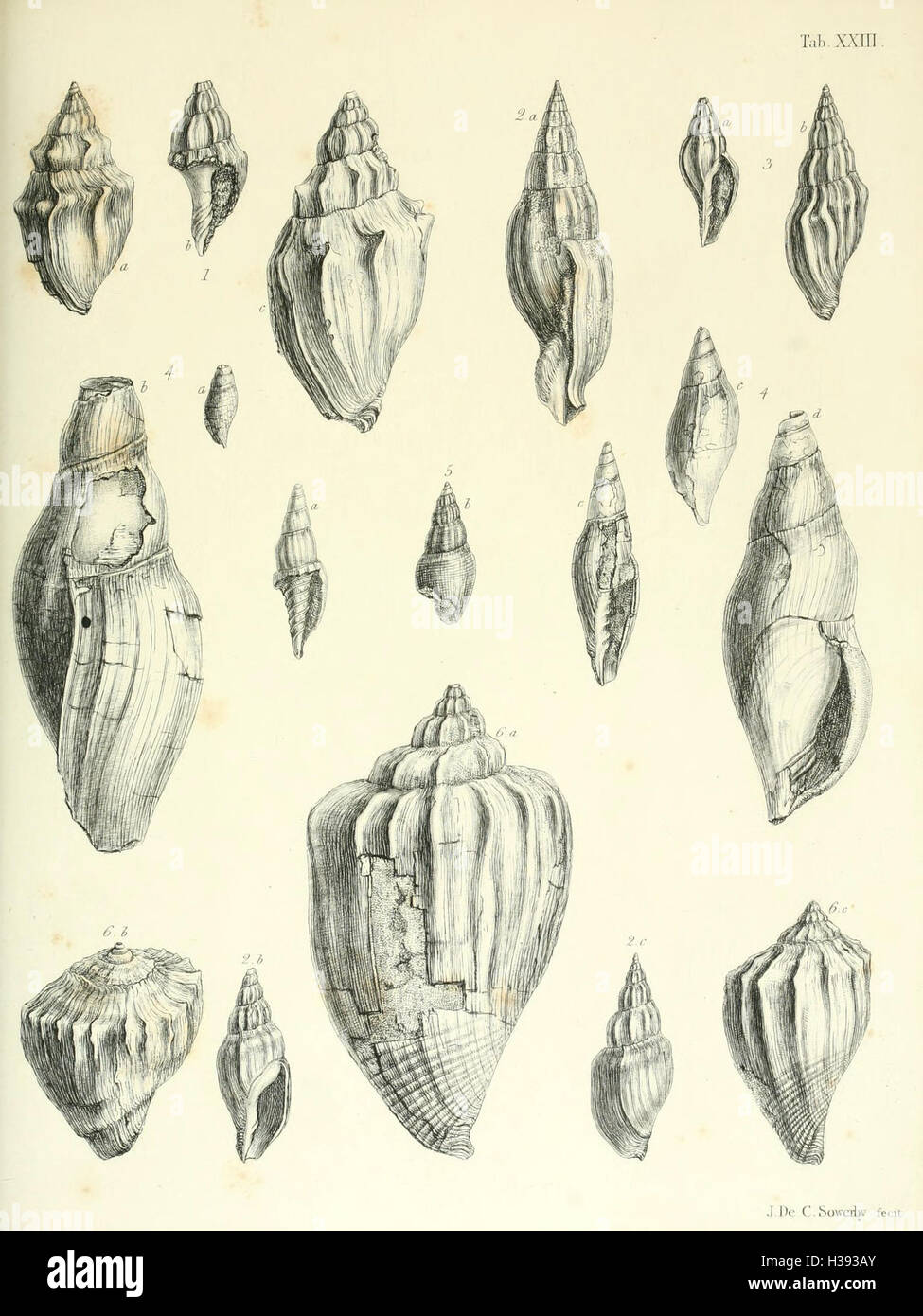 An in-depth study of Eocene mollusks, presenting fossil evidence and ...