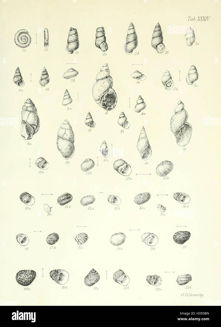 This monograph details the Eocene Mollusca, focusing on the taxonomy ...