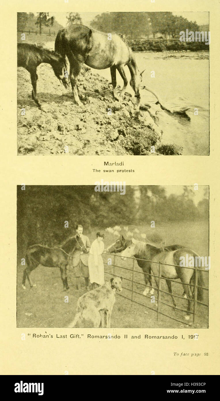 This work explores the deep connection between humans and horses ...