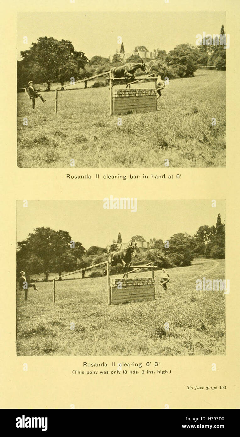 The horse, as comrade and friend BHL242 Stock Photo - Alamy