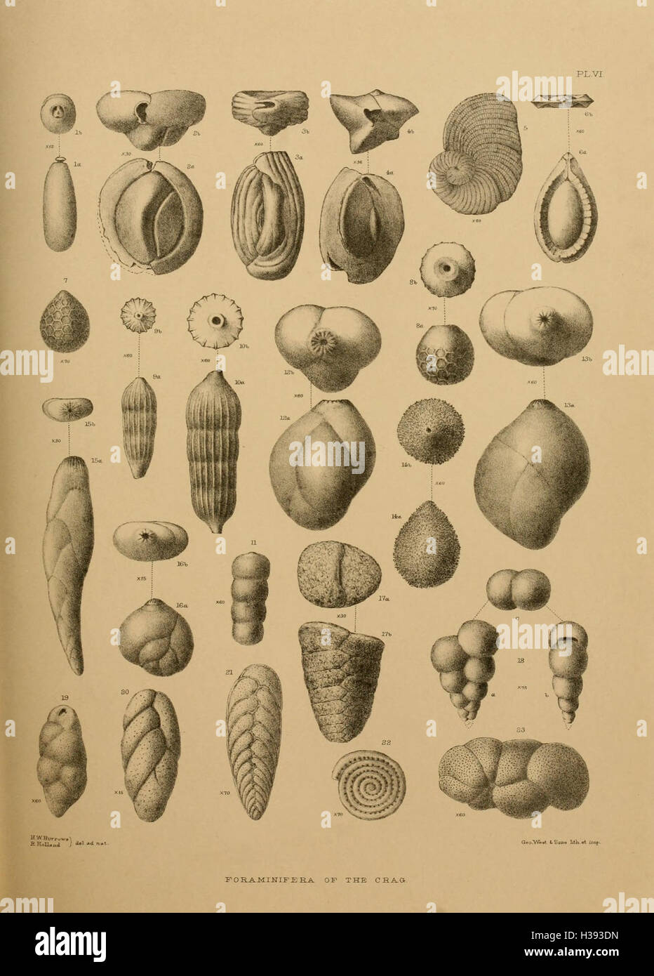 Foraminifera fossil hi-res stock photography and images - Alamy