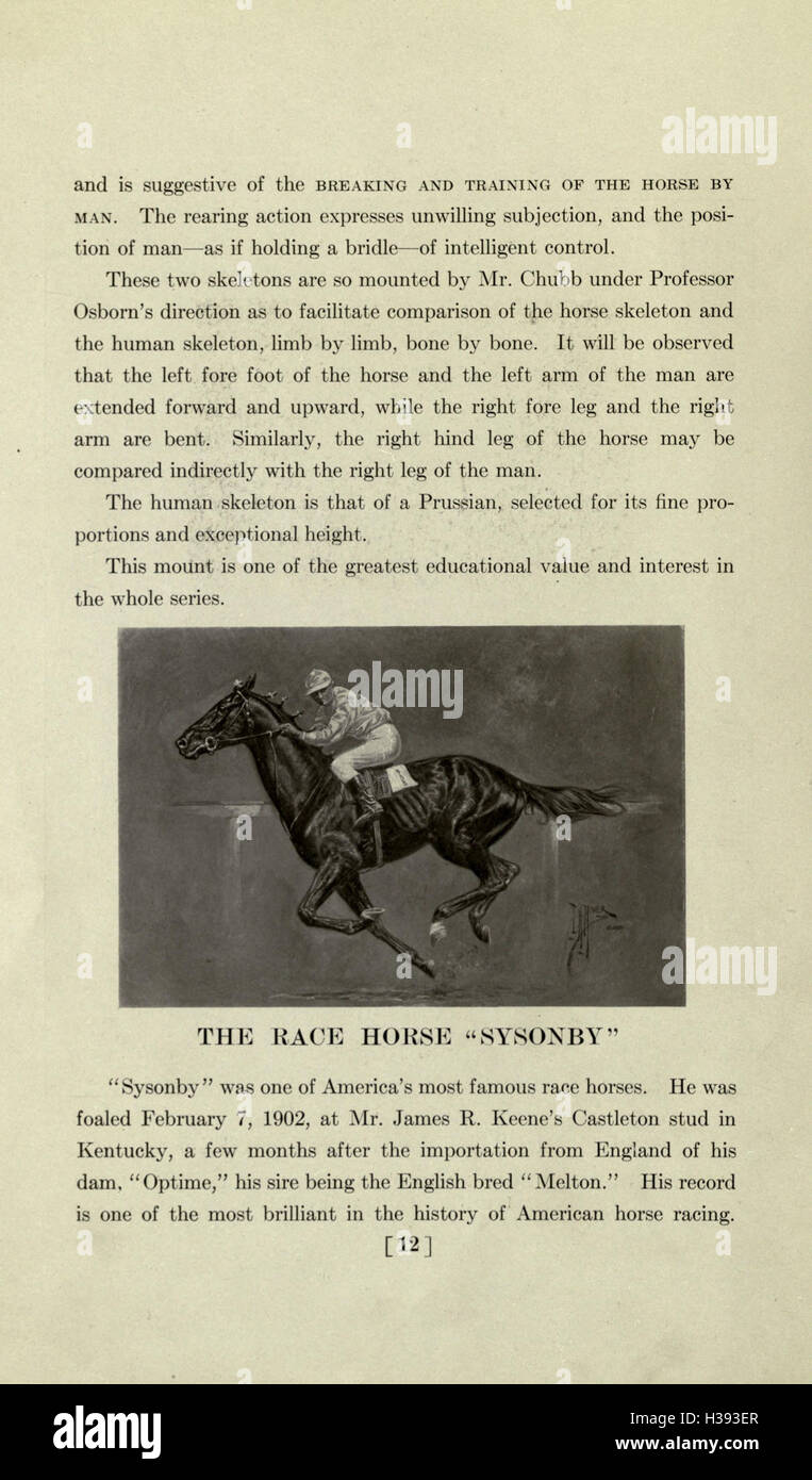 This work traces the historical significance of the horse, showcasing ...