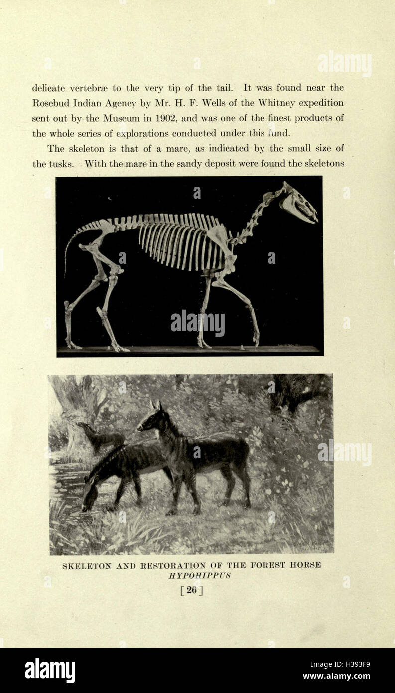 This page explores the history and evolution of the horse, both in ...