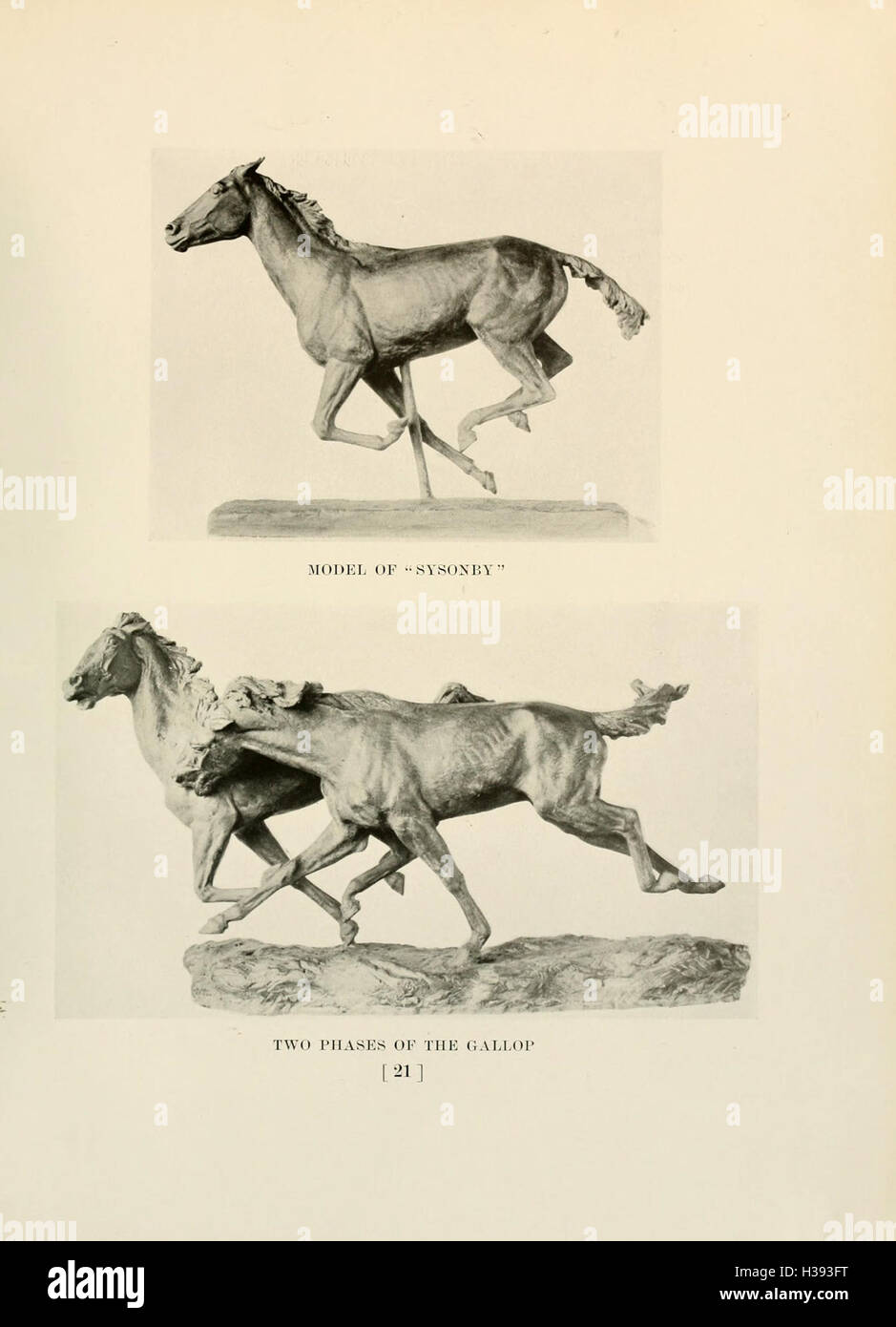 This work highlights the history and evolution of the horse, showcasing ...