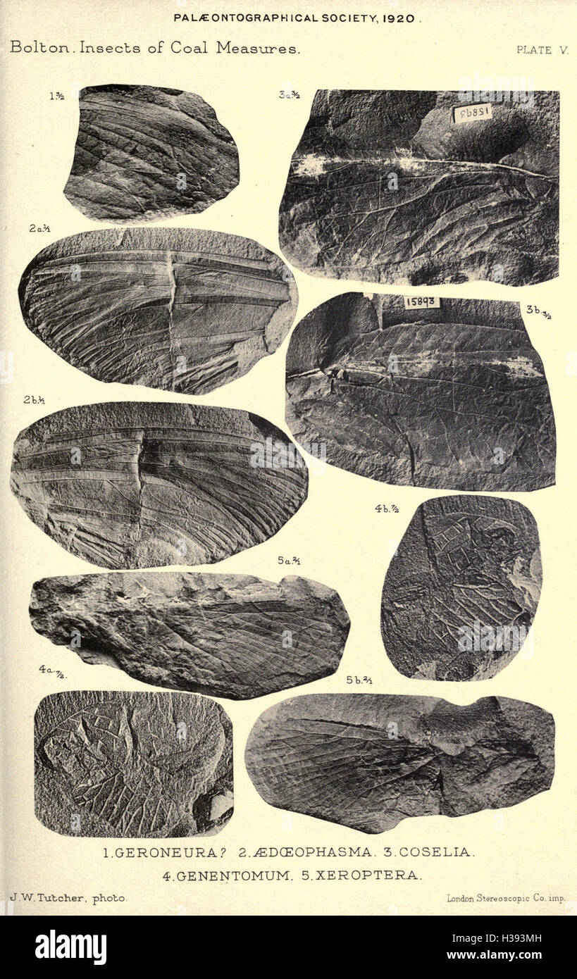 This work presents a detailed study of fossilized insects found in the ...