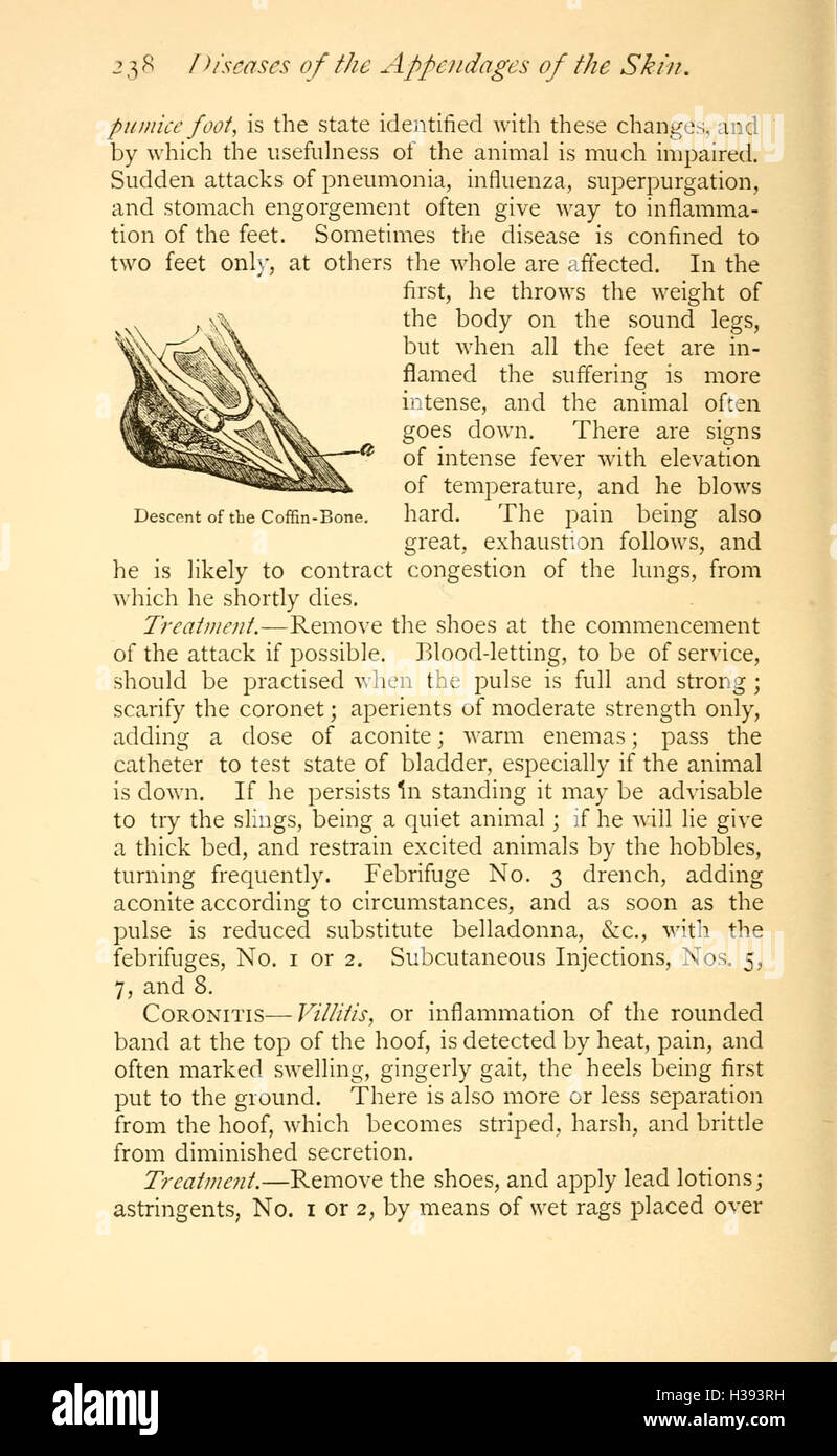 This text covers the history and development of the horse, focusing on ...