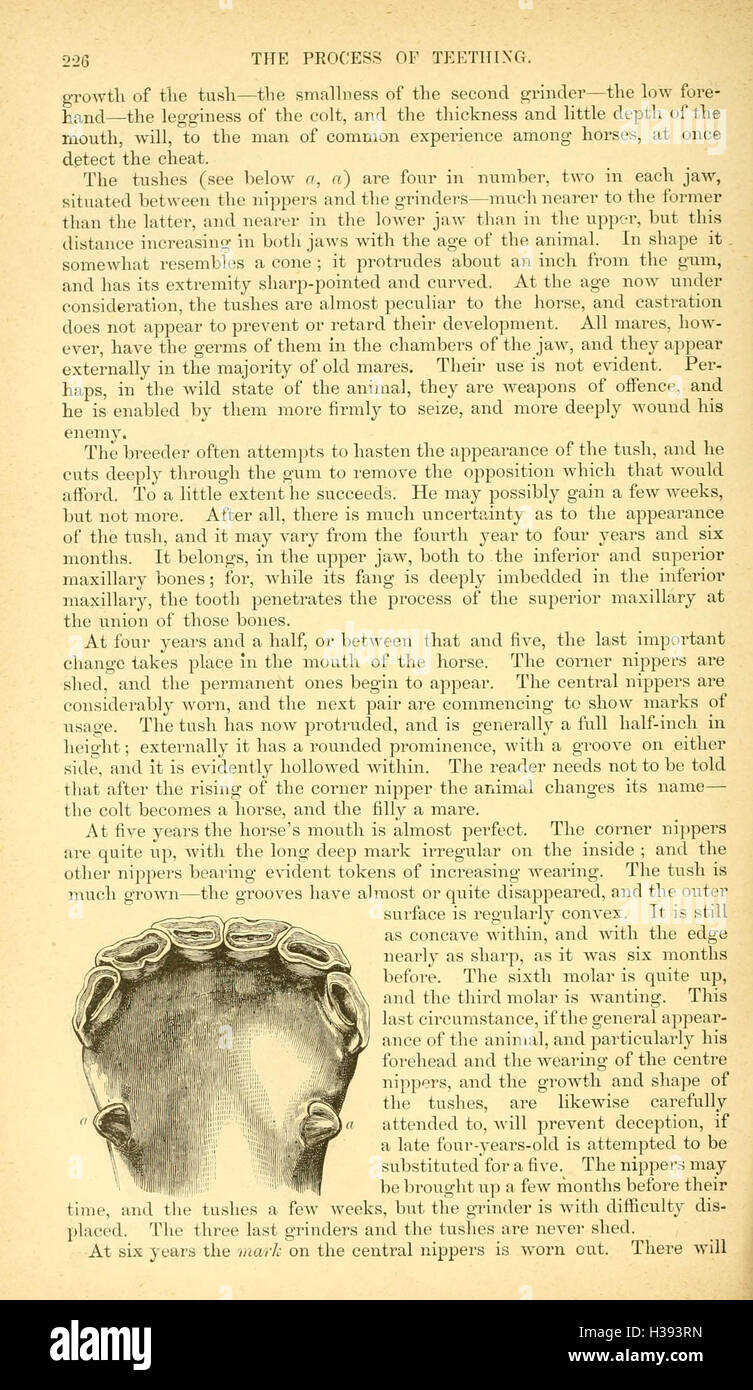 The horse (Page 226) BHL206 Stock Photo - Alamy