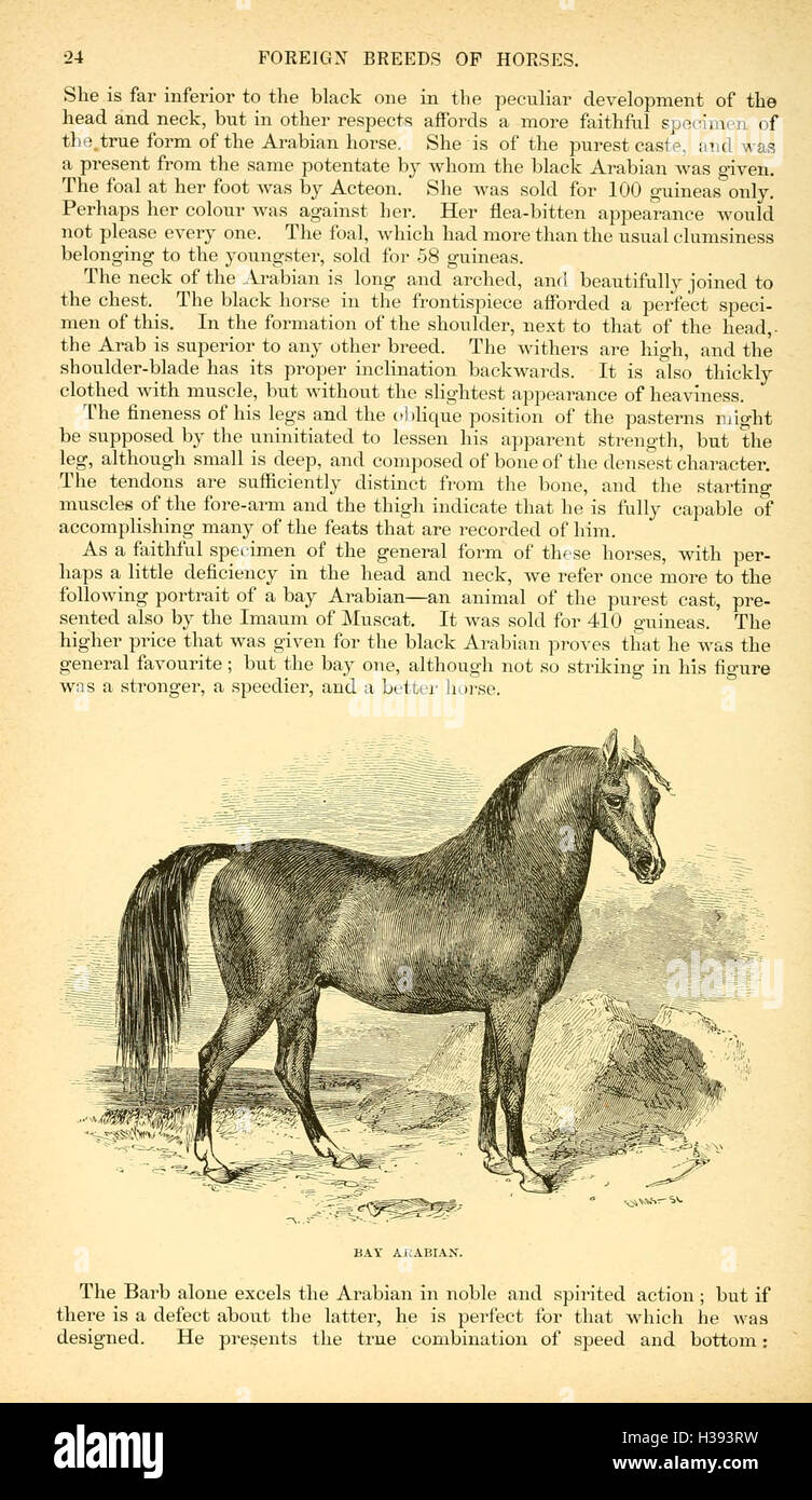 This work examines the horse, its characteristics, behavior, and ...