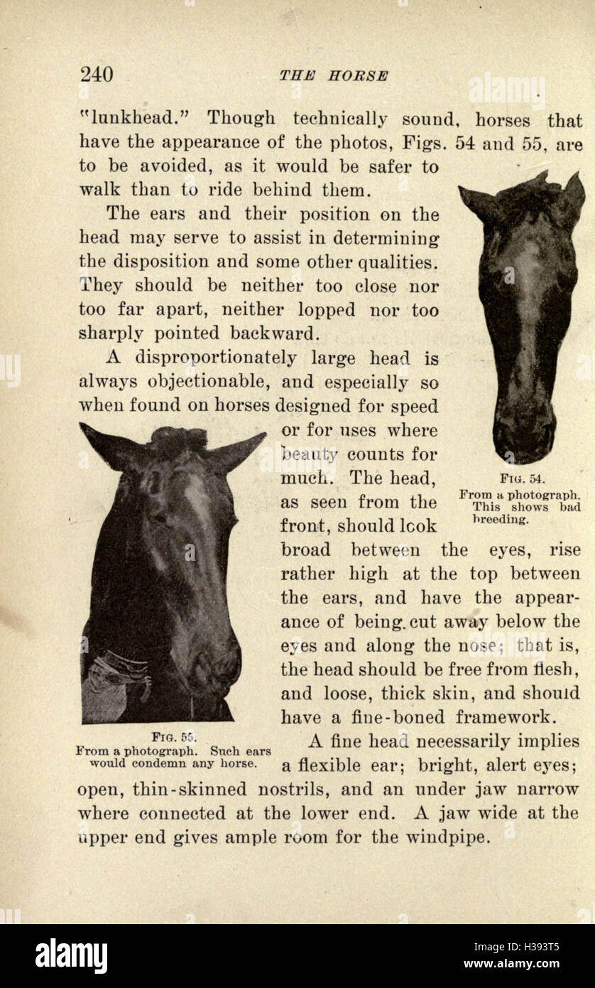 This comprehensive study of horses examines their biology ...